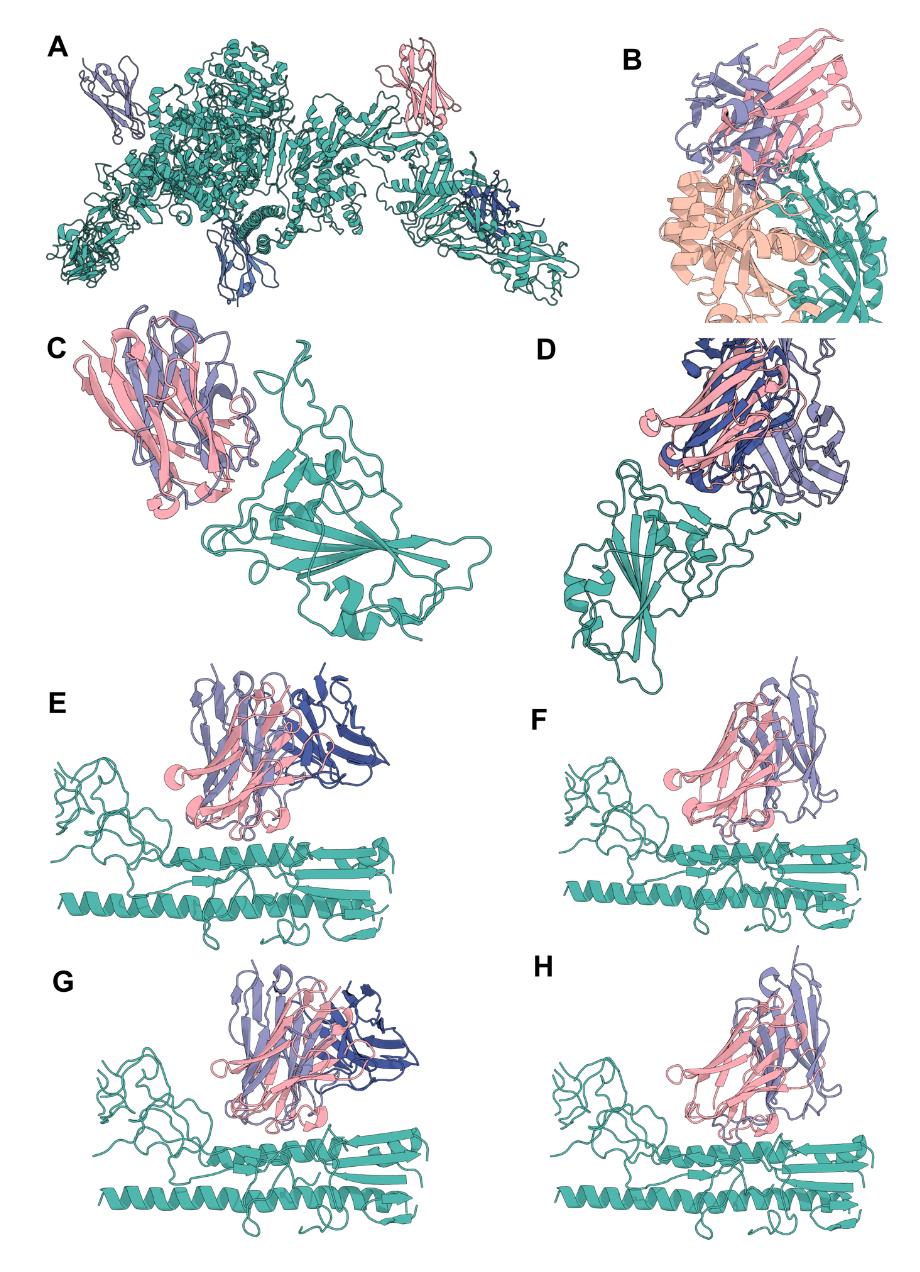 重磅，David Baker团队又一突破：首次利用生成式AI设计出全新抗体
