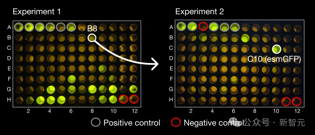 模拟5亿年自然进化史，全新蛋白质大模型ESM3诞生！前Meta老将力作LeCun转赞